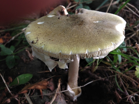 Deathcap - Wild Food UK