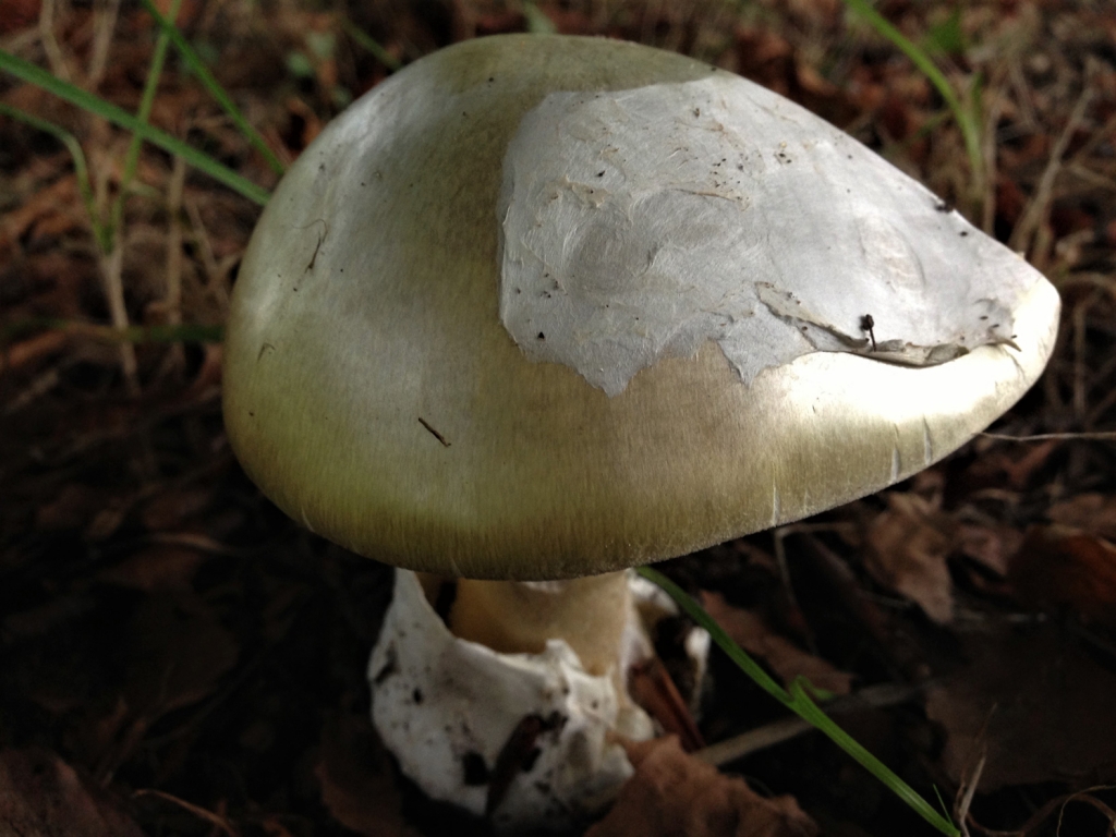Deathcap - Wild Food UK