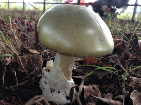 Deathcap - Wild Food UK