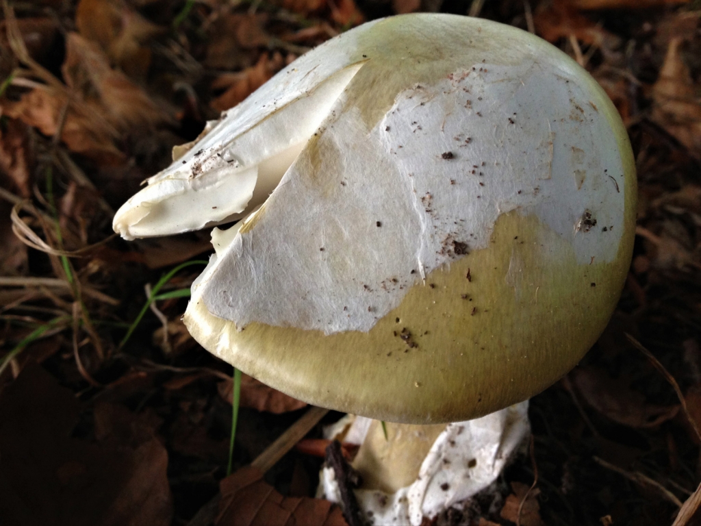 Deathcap - Wild Food UK