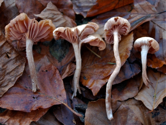 The Deceiver - Wild Food UK