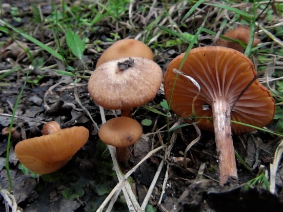 The Deceiver - Wild Food UK