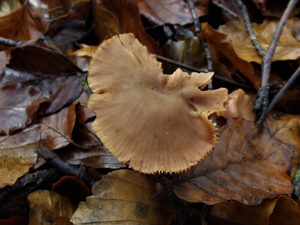 The Deceiver - Wild Food UK