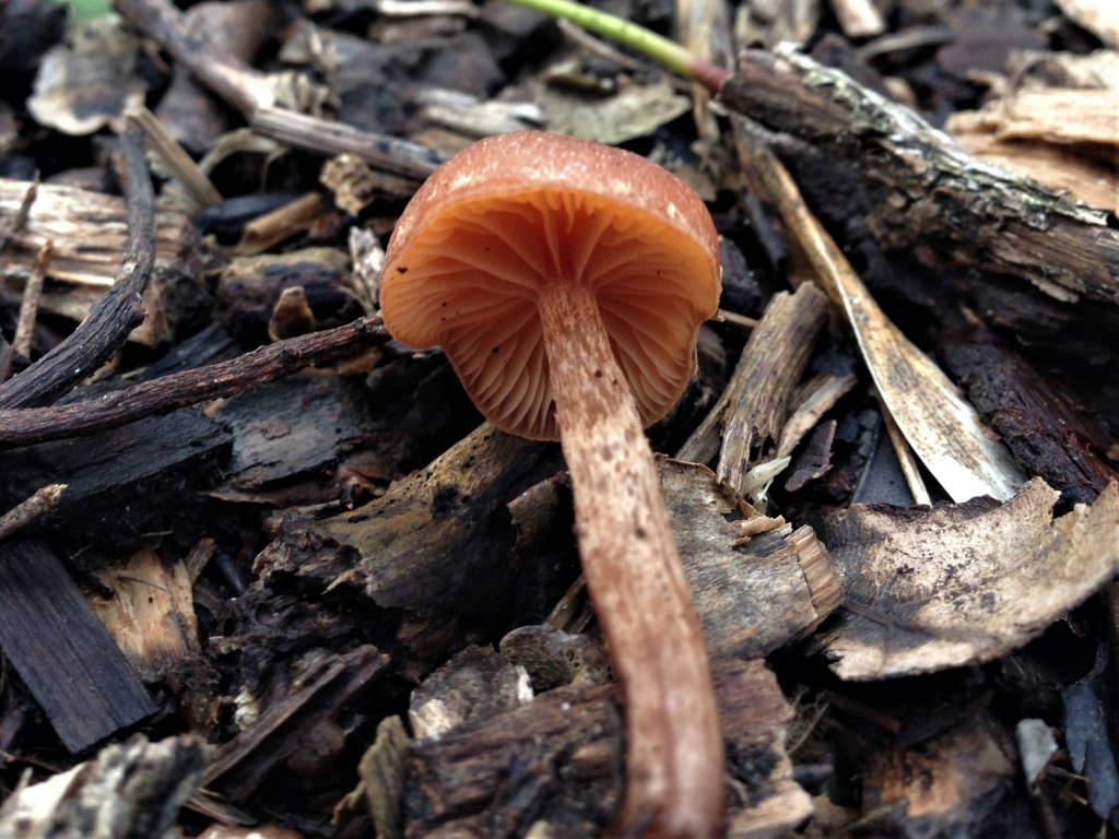 The Deceiver - Wild Food UK