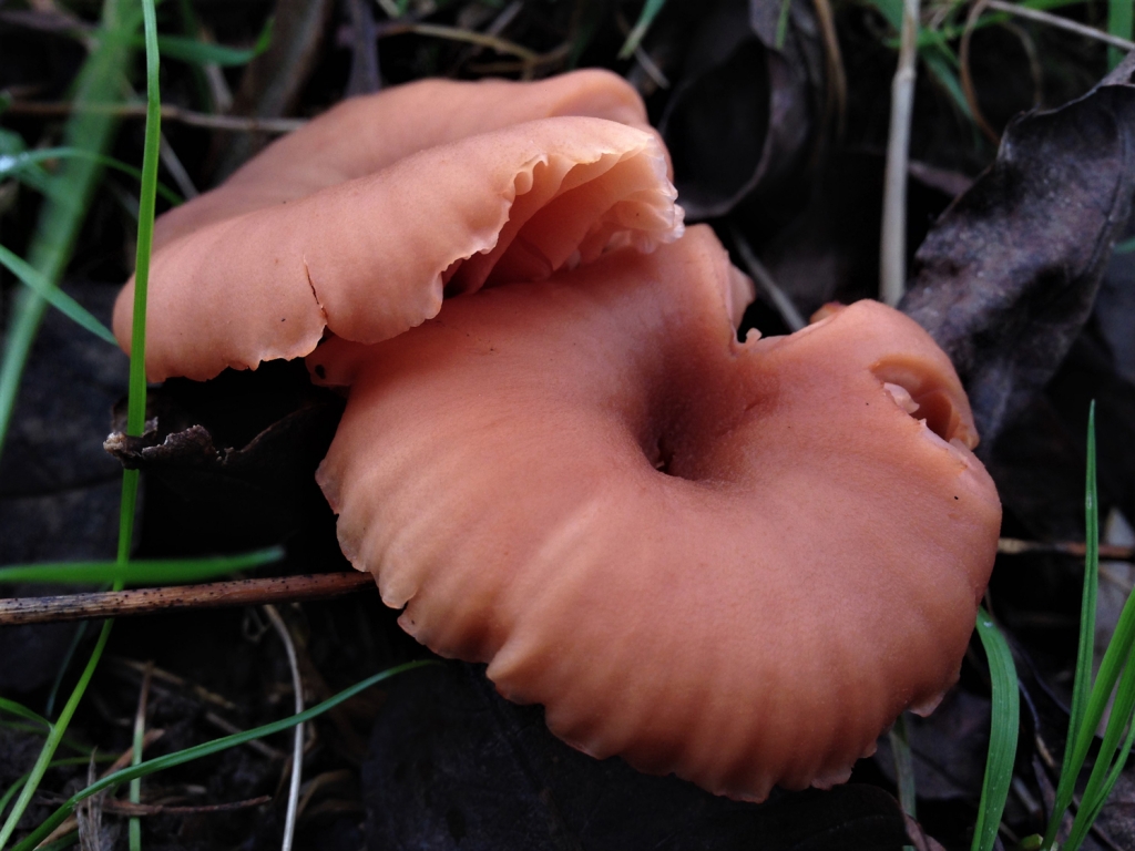 The Deceiver - Wild Food UK