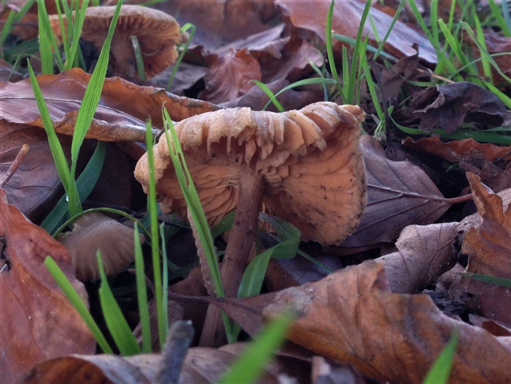 The Deceiver - Wild Food UK