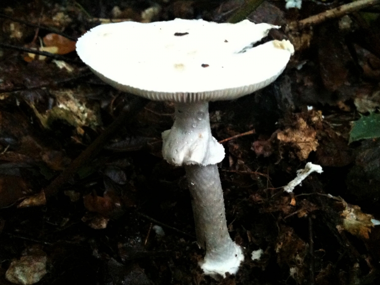 Destroying Angel - Wild Food UK