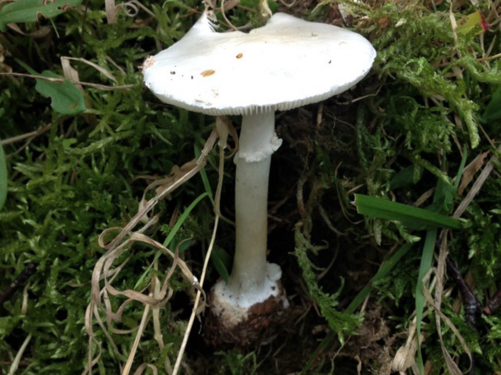 Destroying Angel