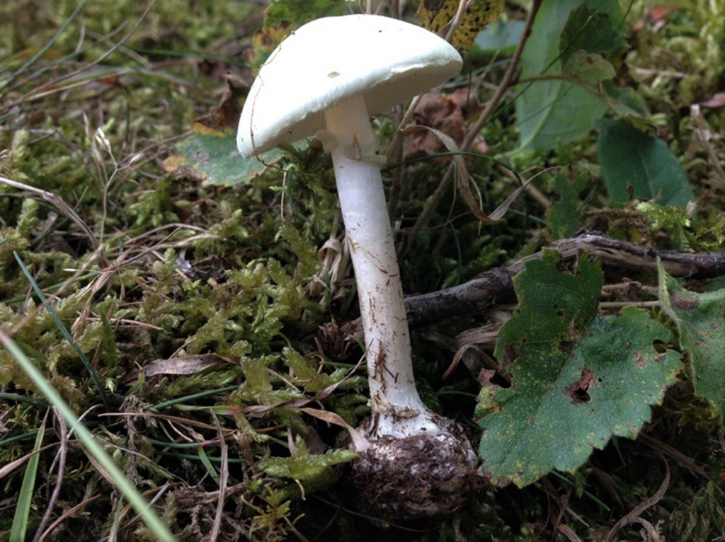Destroying Angel - Wild Food UK