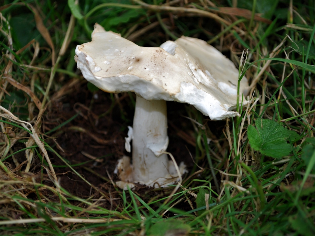 Destroying Angel