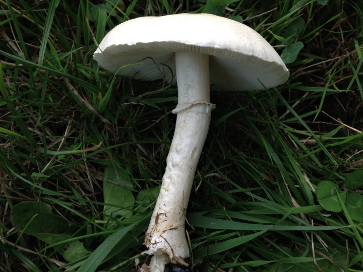 Destroying Angel - Wild Food UK