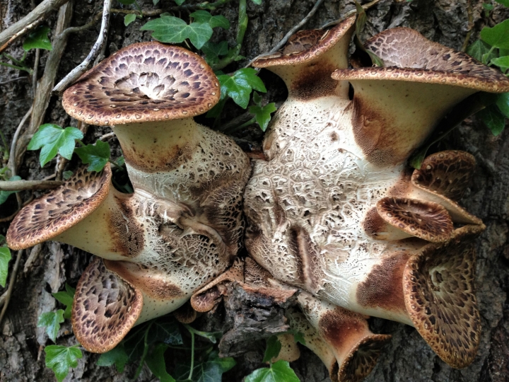 Dryad’s Saddle - Wild Food UK