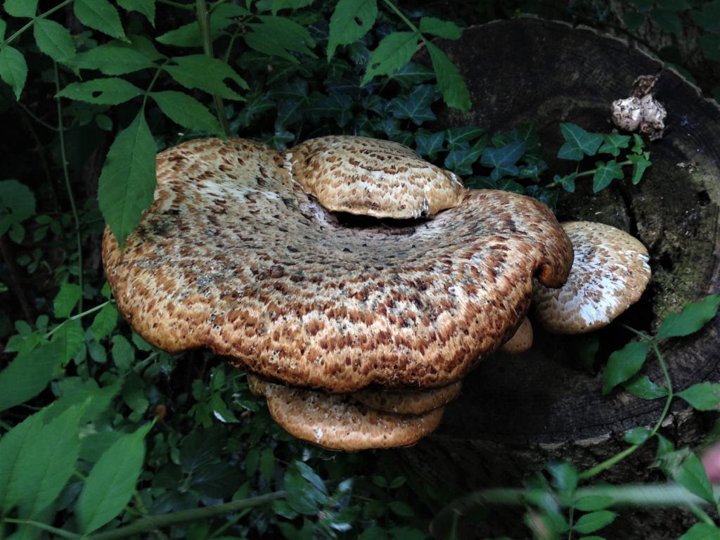 Dryad’s Saddle - Wild Food UK