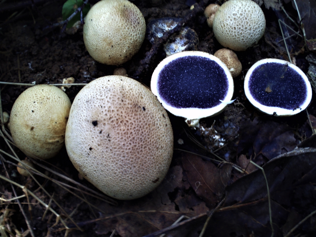 Earthballs - Wild Food UK