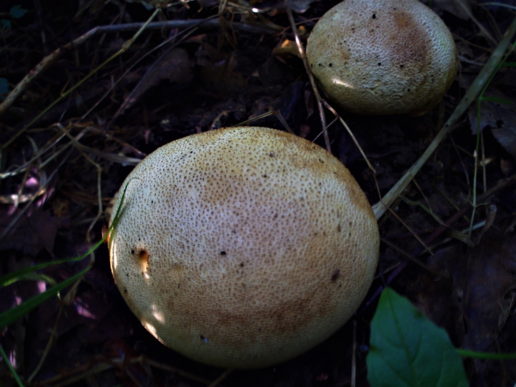 Earthballs - Wild Food UK