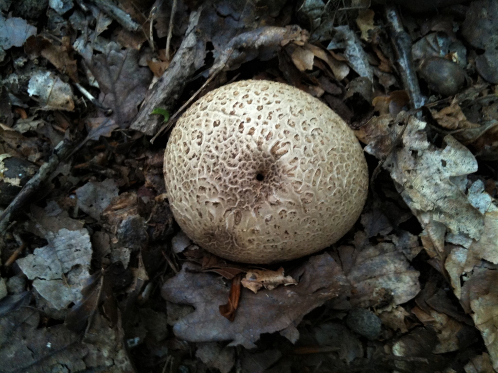 Earthballs - Wild Food UK