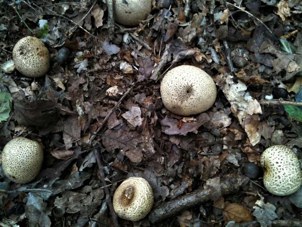 Earthballs - Wild Food UK
