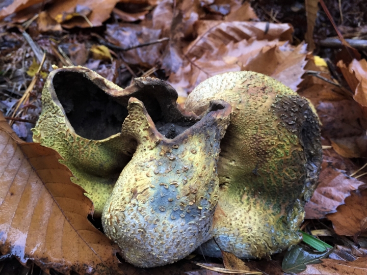 Earthballs - Wild Food UK