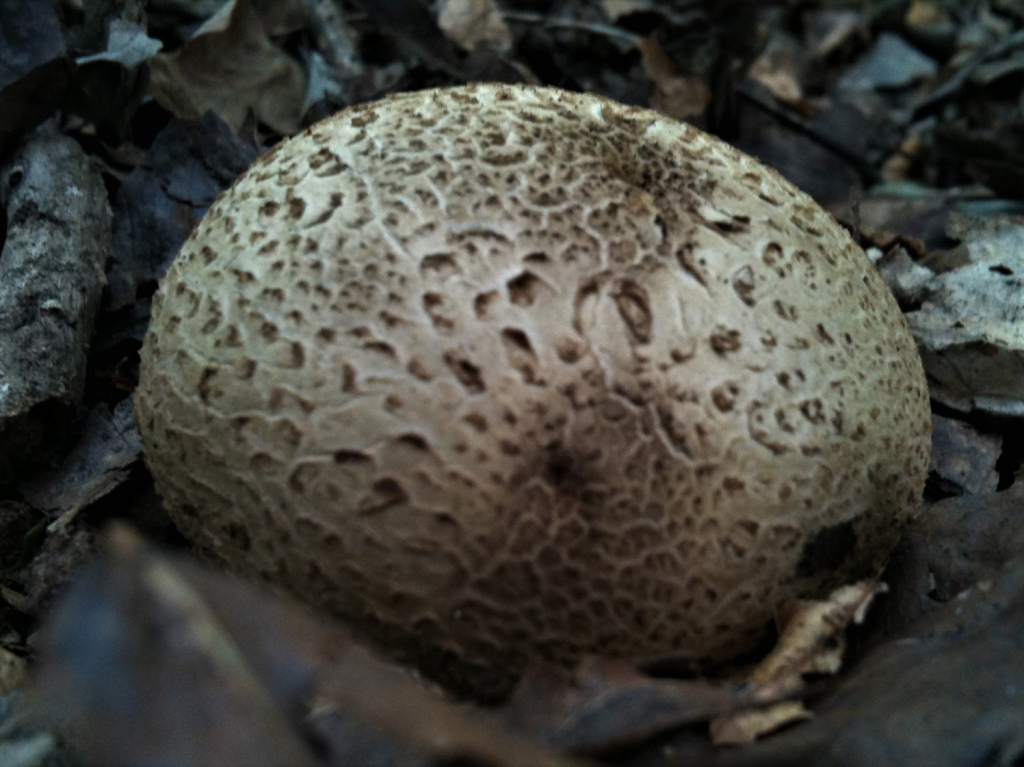 Earthballs - Wild Food UK