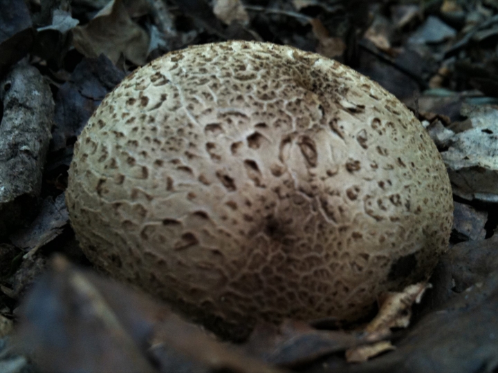 Earthballs - Wild Food UK