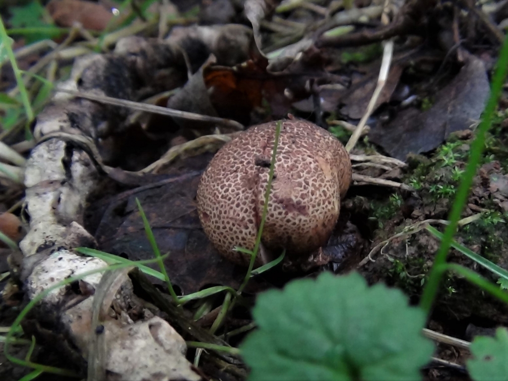 Earthballs - Wild Food UK