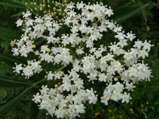 Elder Tree - Wild Food UK