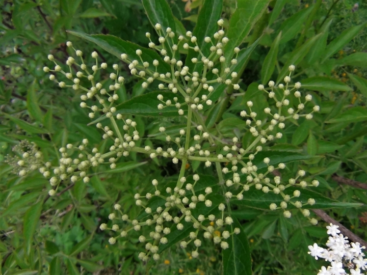 Elder Tree - Wild Food UK