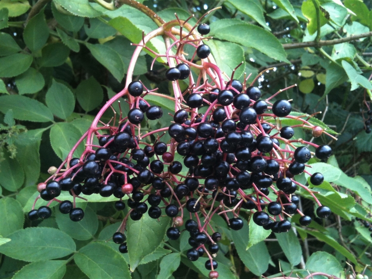 Elderberry Capers - Wild Food UK