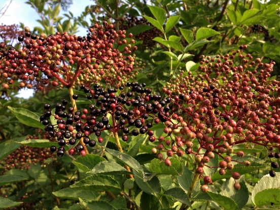 Elder Tree - Wild Food UK