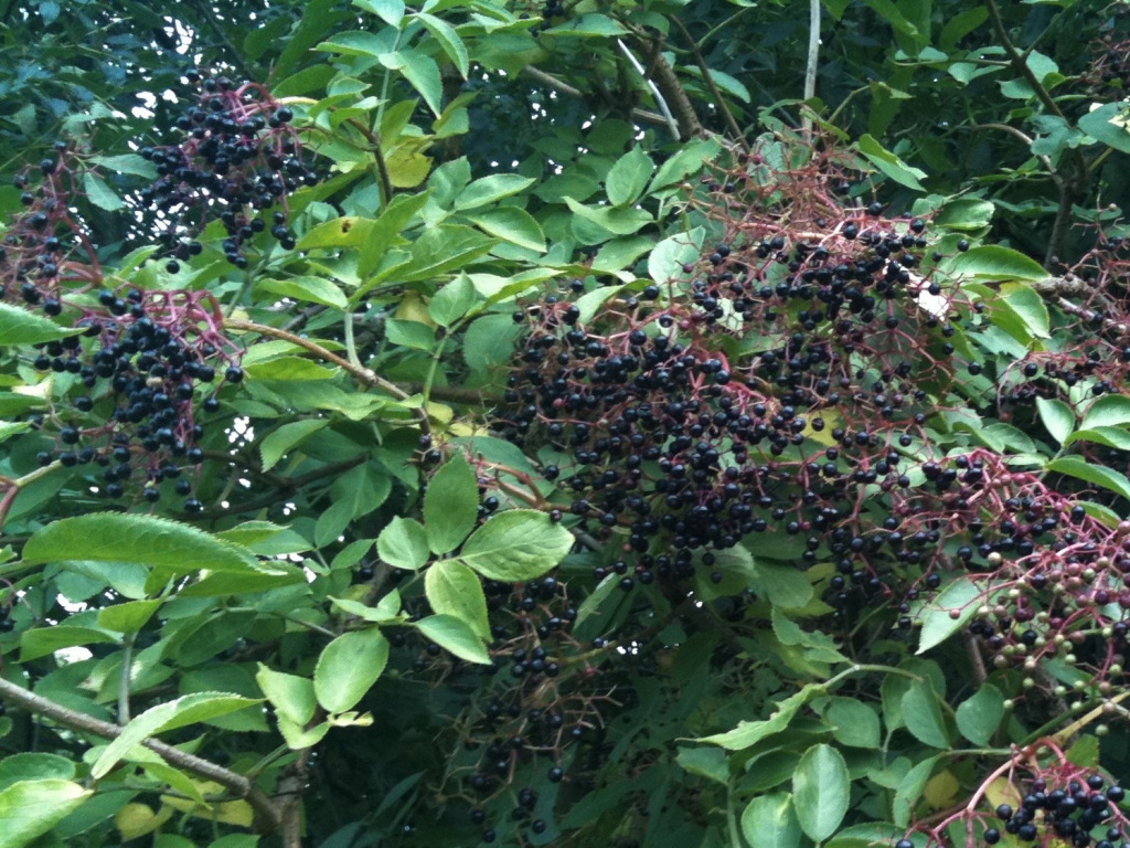 Elder Tree - Wild Food UK