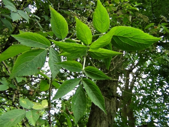 Elder Tree - Wild Food UK