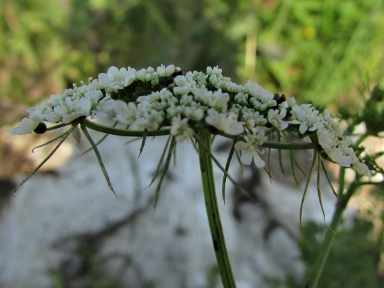 Fool’s Parsley - Wild Food UK