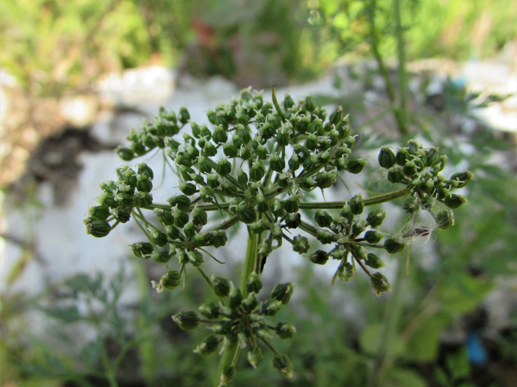 Fool’s Parsley - Wild Food UK