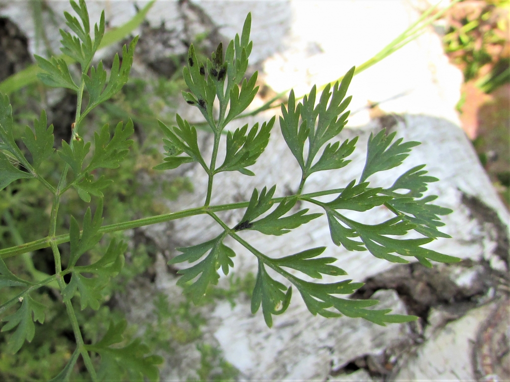 Fools Parsley, Fools Cicely, Poison Parsley, Aethusa cynapium