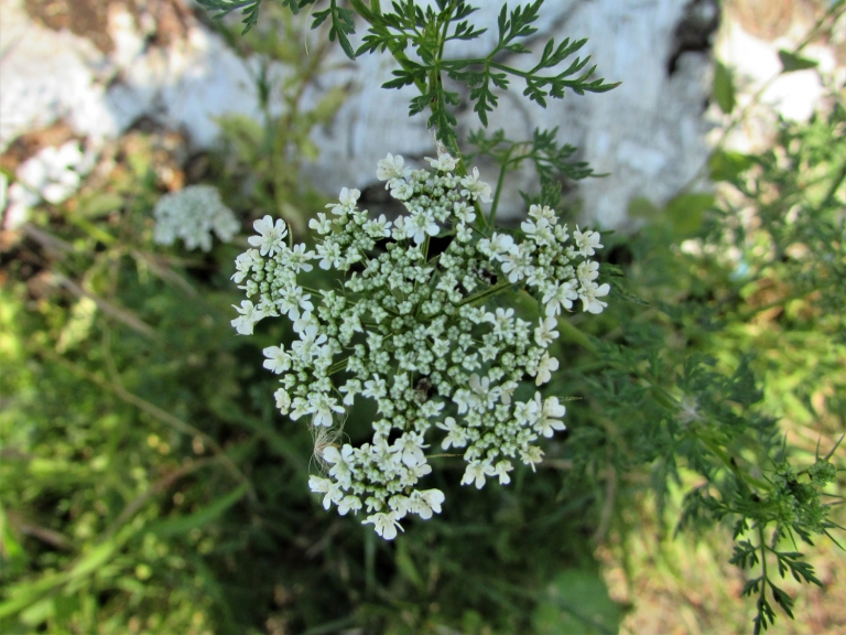 Fool’s Parsley - Wild Food UK