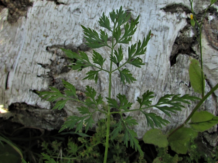 Fool’s Parsley - Wild Food UK