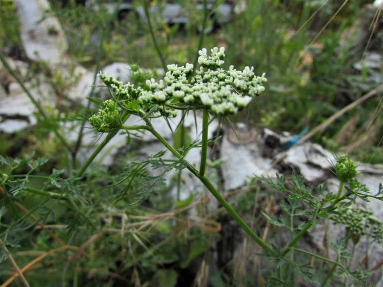 Fool’s Parsley - Wild Food UK