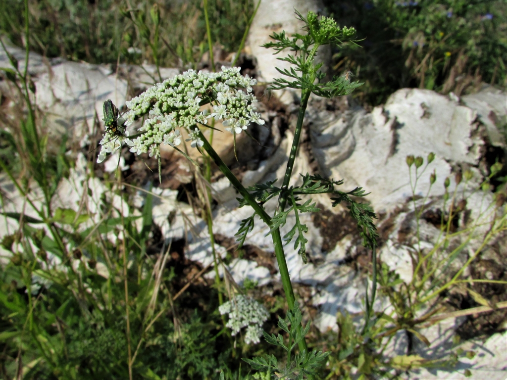 Fool’s Parsley - Wild Food UK
