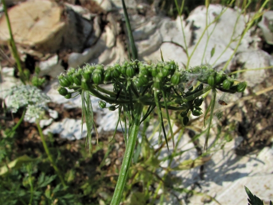 Fool’s Parsley - Wild Food UK