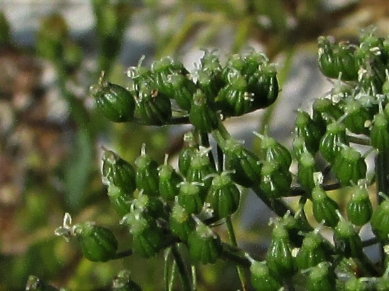 Fool’s Parsley - Wild Food UK