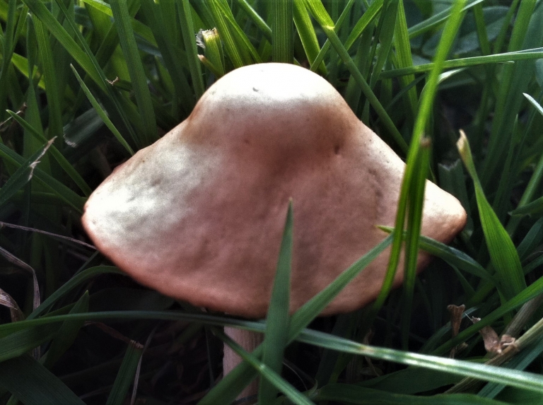 Fairy Ring Champignons - Wild Food UK