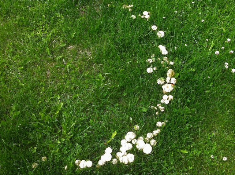 Fairy Ring Champignons - Wild Food UK