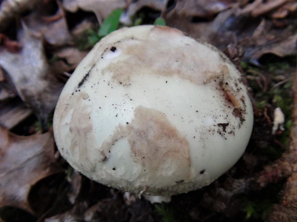 False Deathcap - Wild Food UK