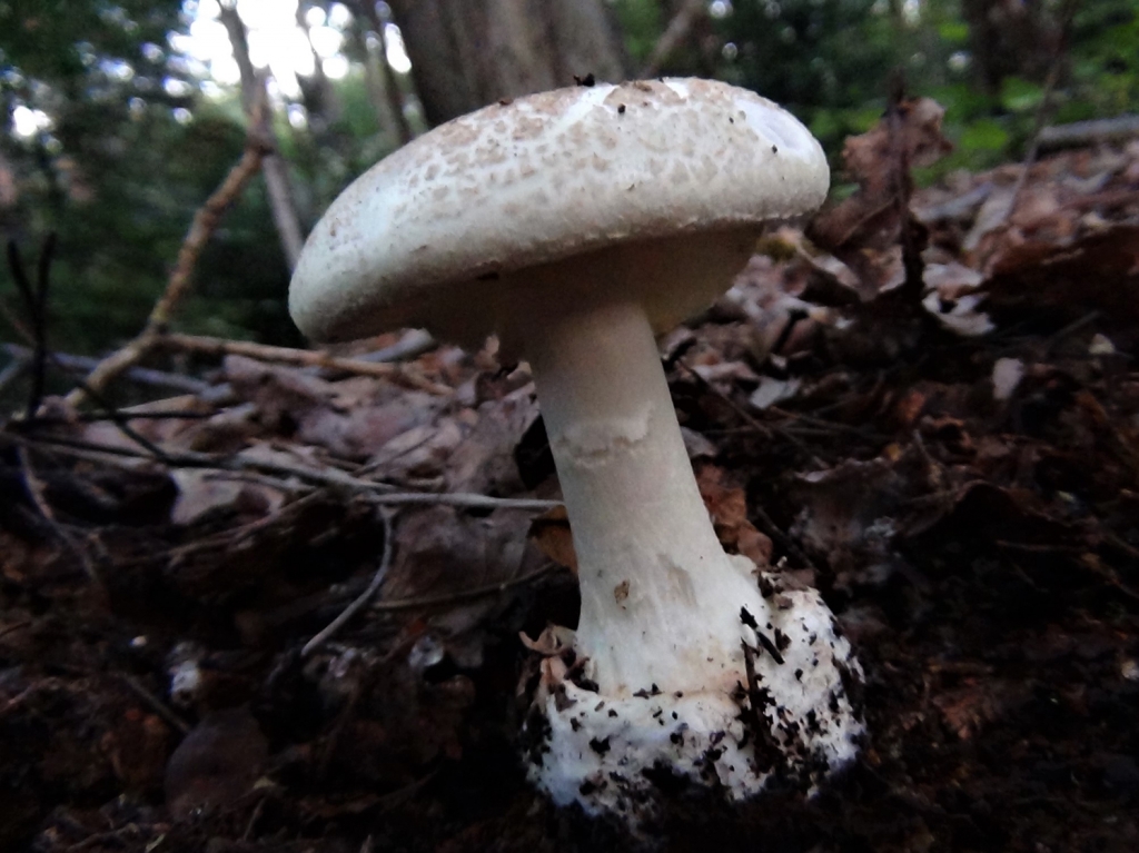False Deathcap - Wild Food UK