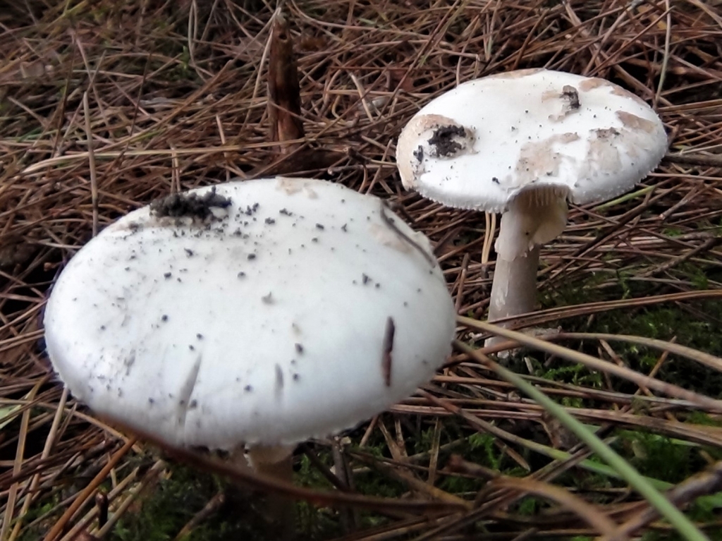 False Deathcap - Wild Food UK