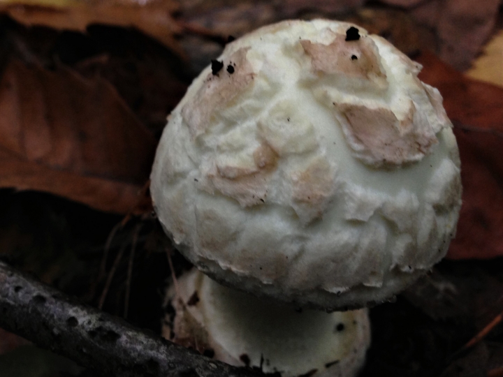 False Deathcap - Wild Food UK
