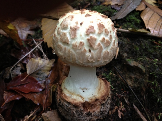 False Deathcap - Wild Food UK