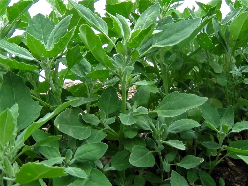 Fat Hen - Wild Food UK