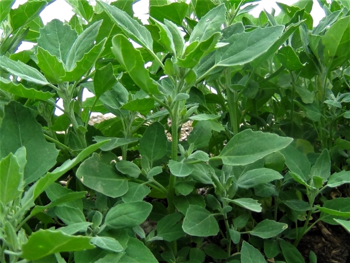 Fat Hen - Wild Food UK