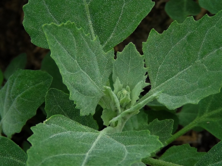 Fat Hen - Wild Food UK